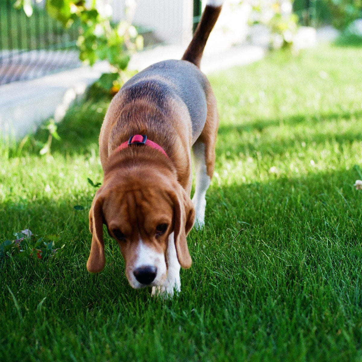 Blog Post 1 – Clifton Park Turf