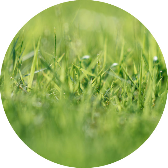 Turf Varieties – Clifton Park Turf