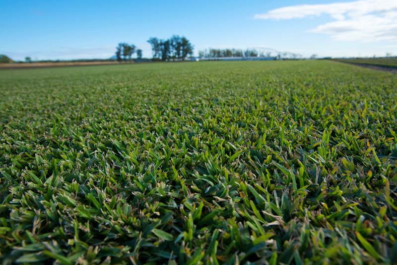 Clifton Park Turf